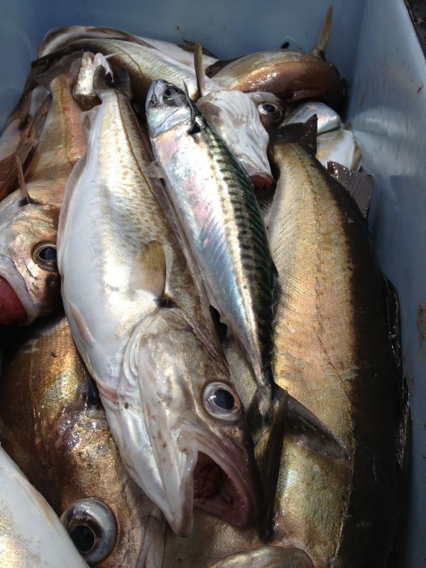 Top 7 Sustainable British Fish